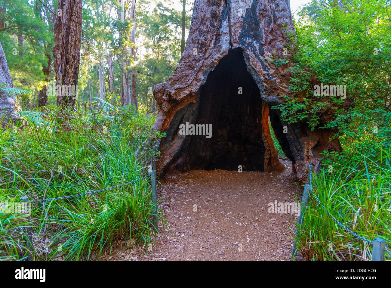Hole in the trunk of a tingle tree caused by a bush fire at the valley ...