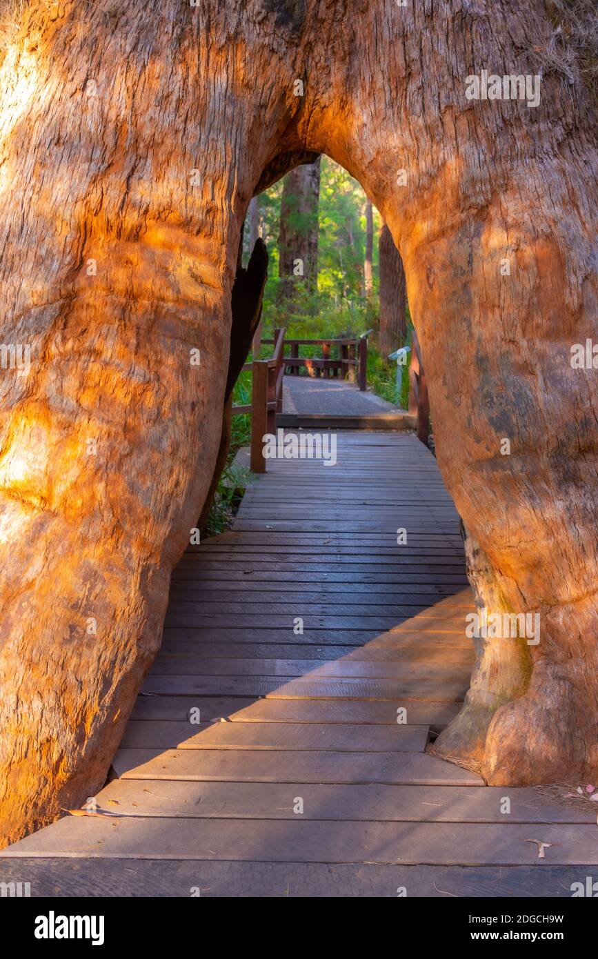 Hole in the trunk of a tingle tree caused by a bush fire at the valley ...
