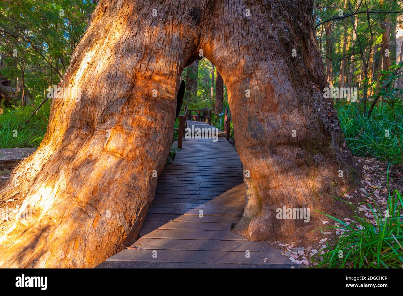 Hole in the trunk of a tingle tree caused by a bush fire at the valley ...