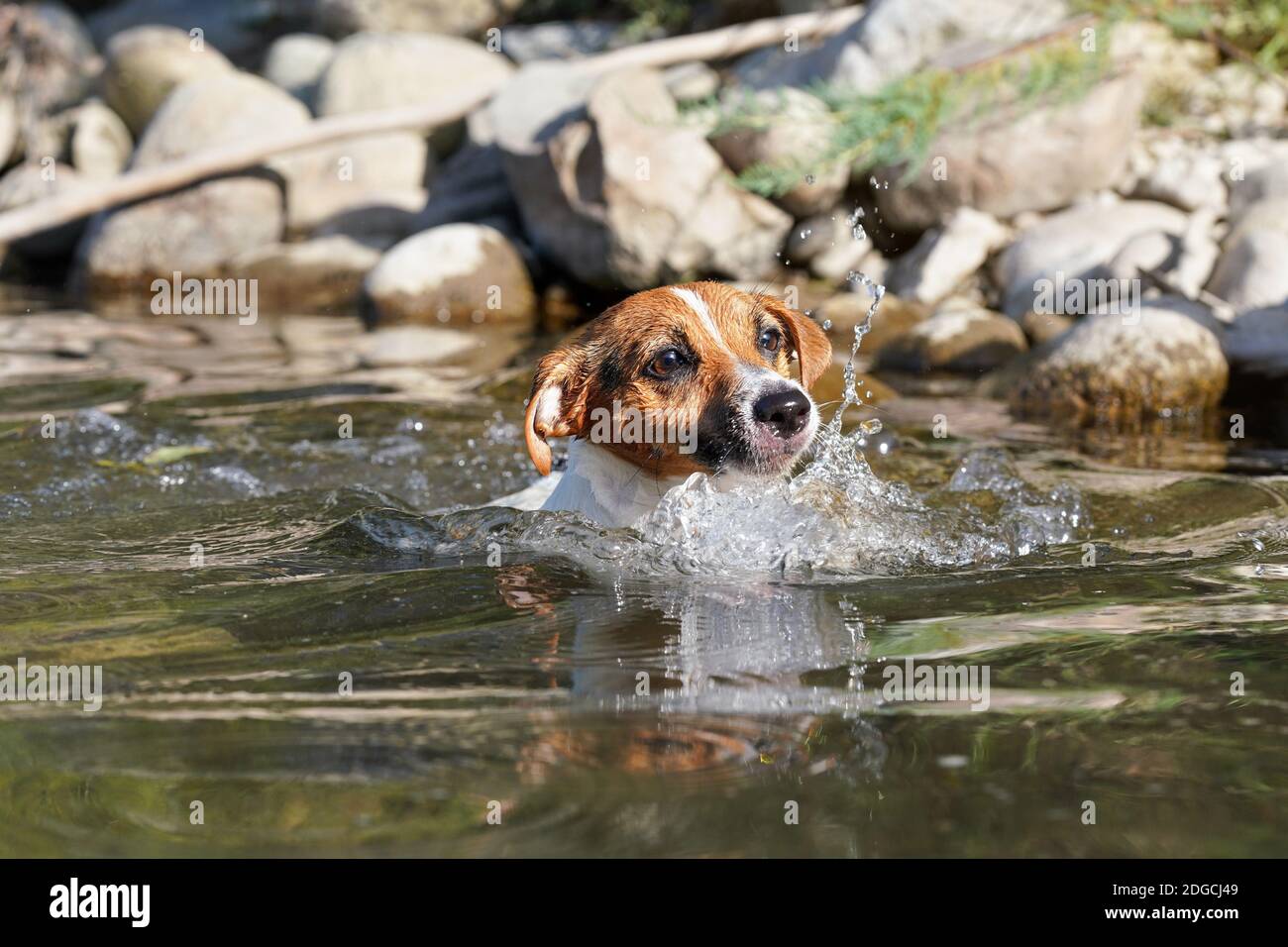 Small Jack Russell dog swimming in river, only her wet head above water ...