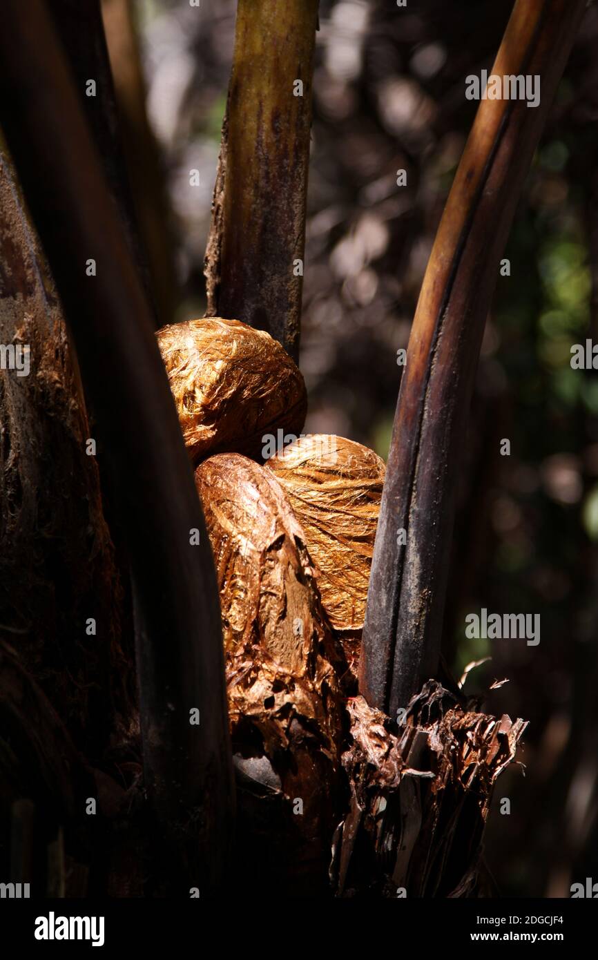 Fern leaf Snail Stock Photo - Alamy