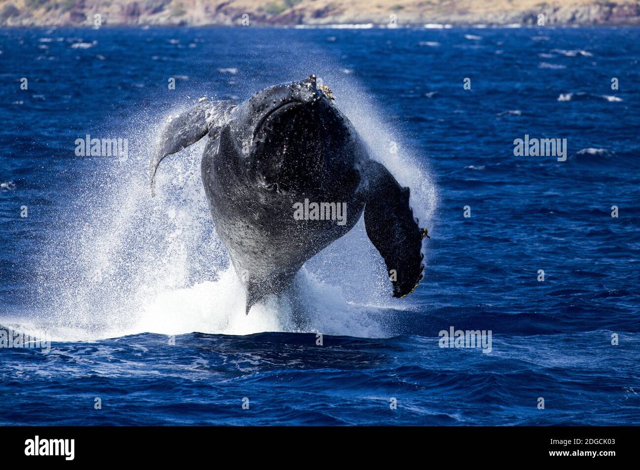 Whale closeup hi-res stock photography and images - Alamy