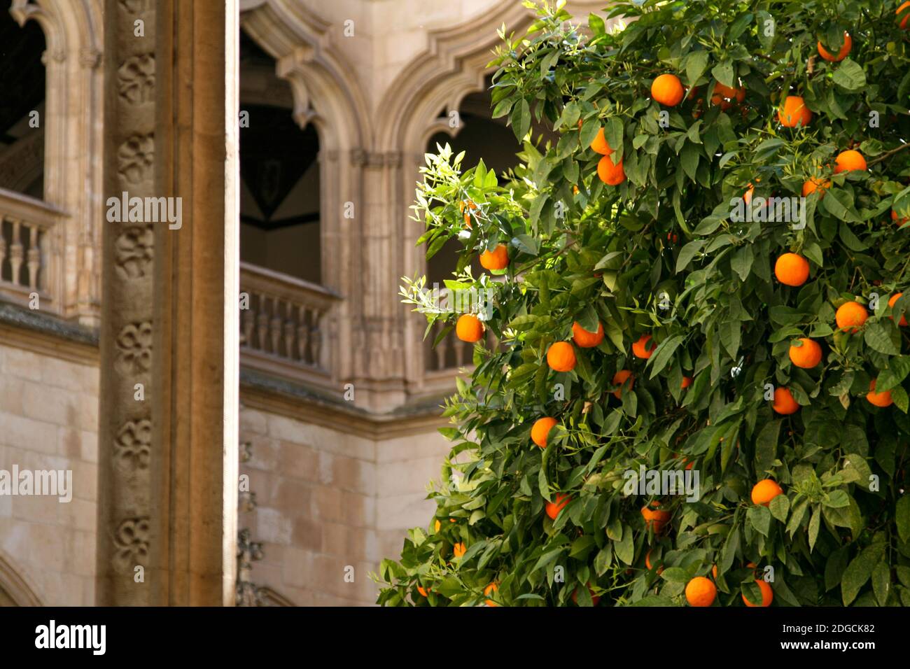 Orange tree with gothic Stock Photo - Alamy