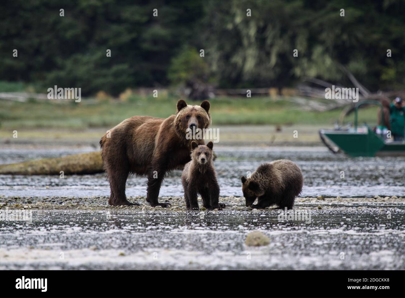 Bear family Grizzly Stock Photo - Alamy
