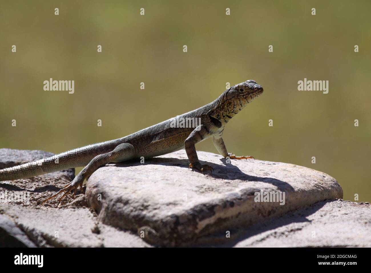 Chile lizard hi-res stock photography and images - Alamy