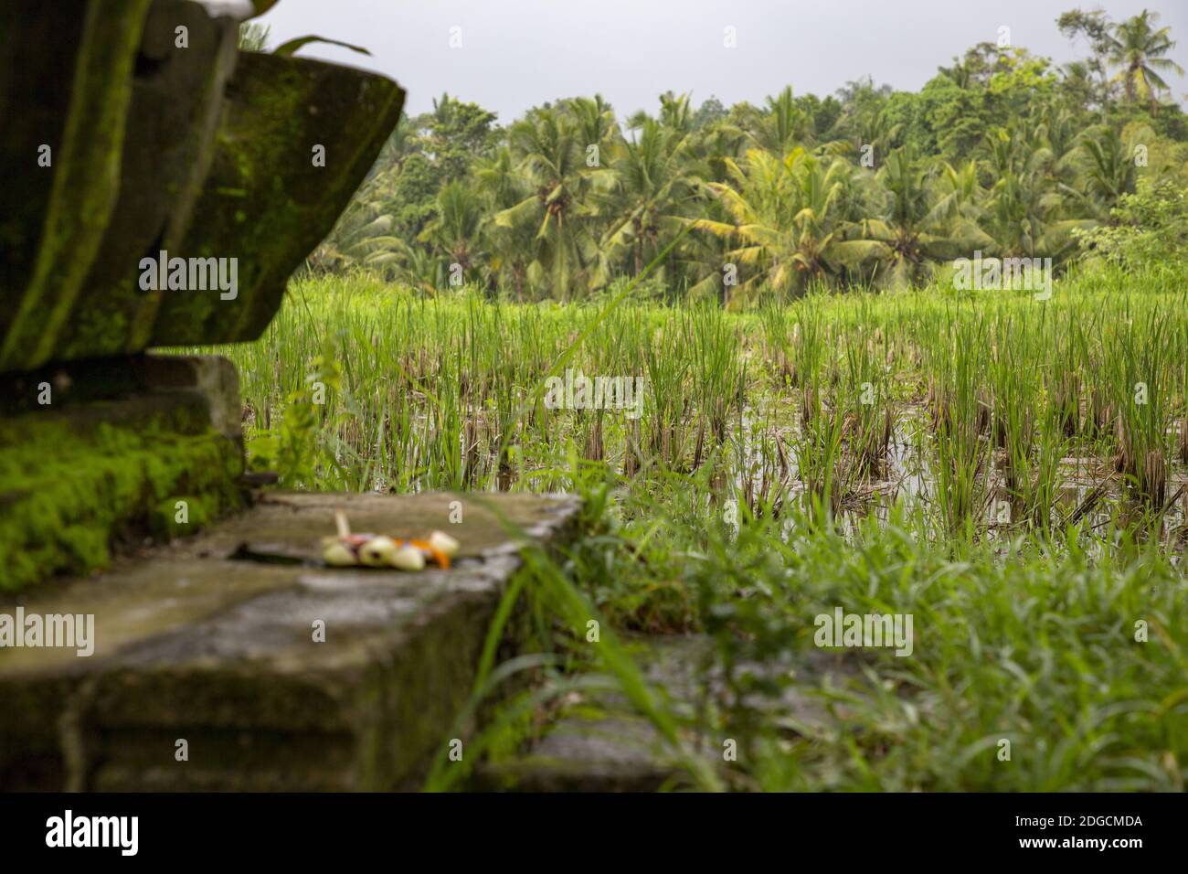Rice Field Bali Stock Photo - Alamy