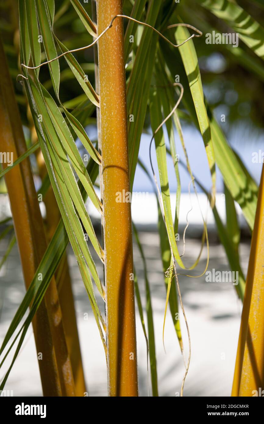 Palme detail hi-res stock photography and images - Alamy
