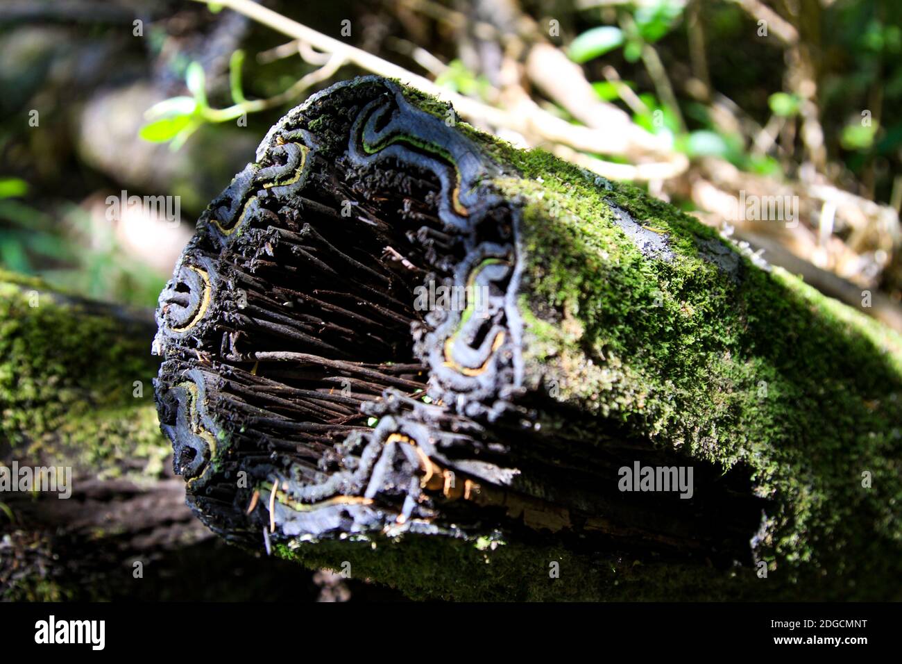 Overturned tree hi-res stock photography and images - Alamy