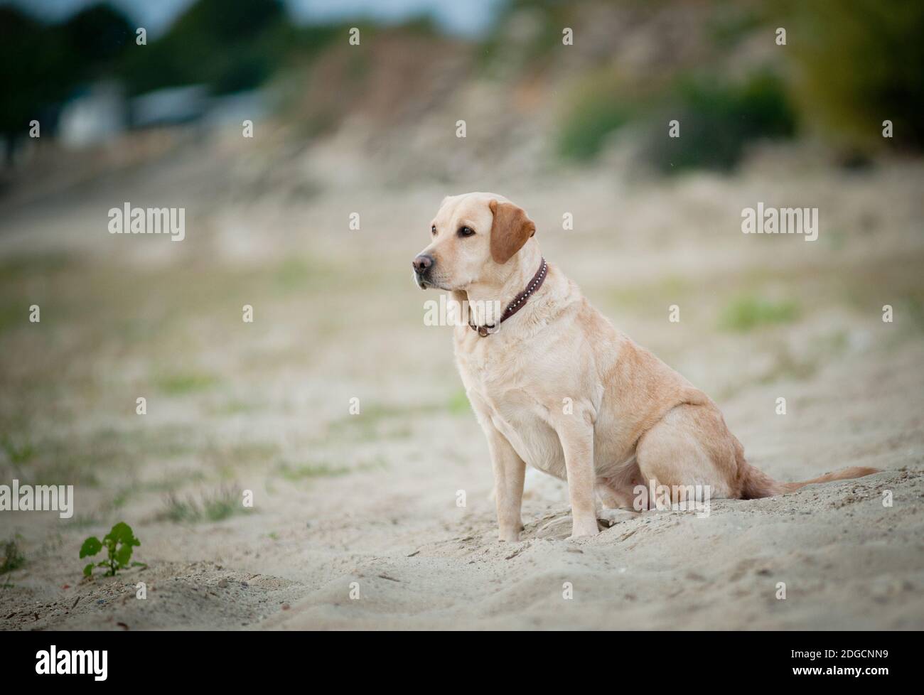 labrador retriever sitting on a sand Stock Photo - Alamy