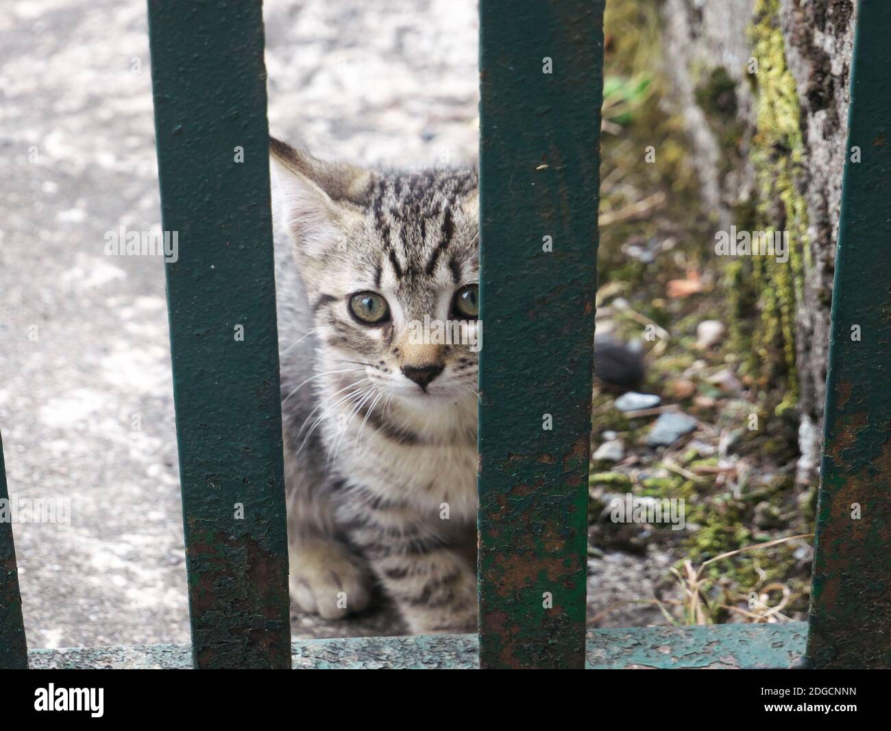 Picture of a kitten locked behind bars Stock Photo - Alamy