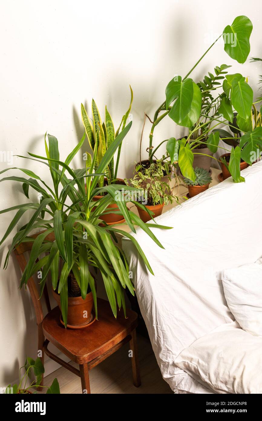 Green house plants behind the sofa, part of the interior, healthy space ...