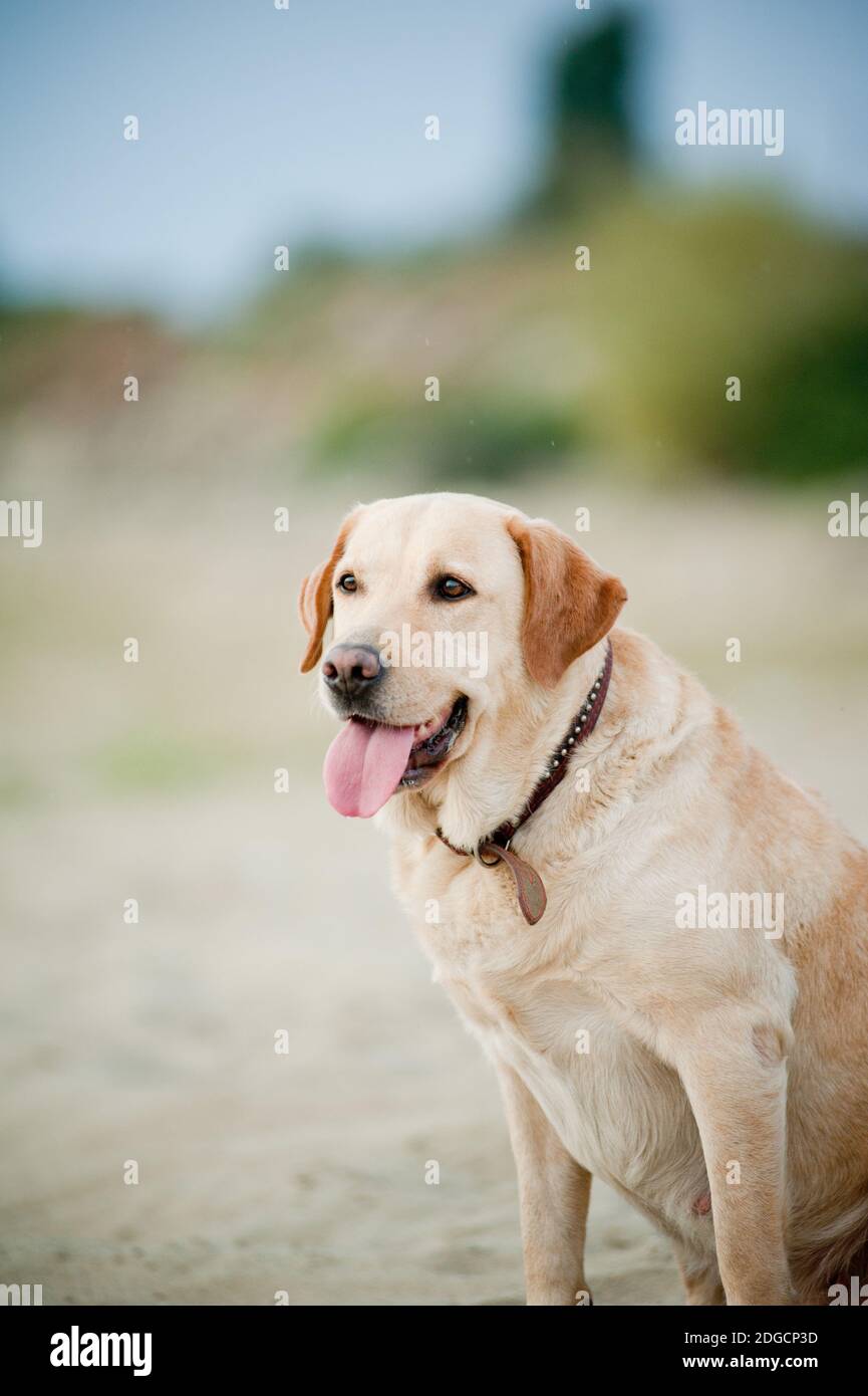 Dog mountain lab labrador hi-res stock photography and images - Alamy