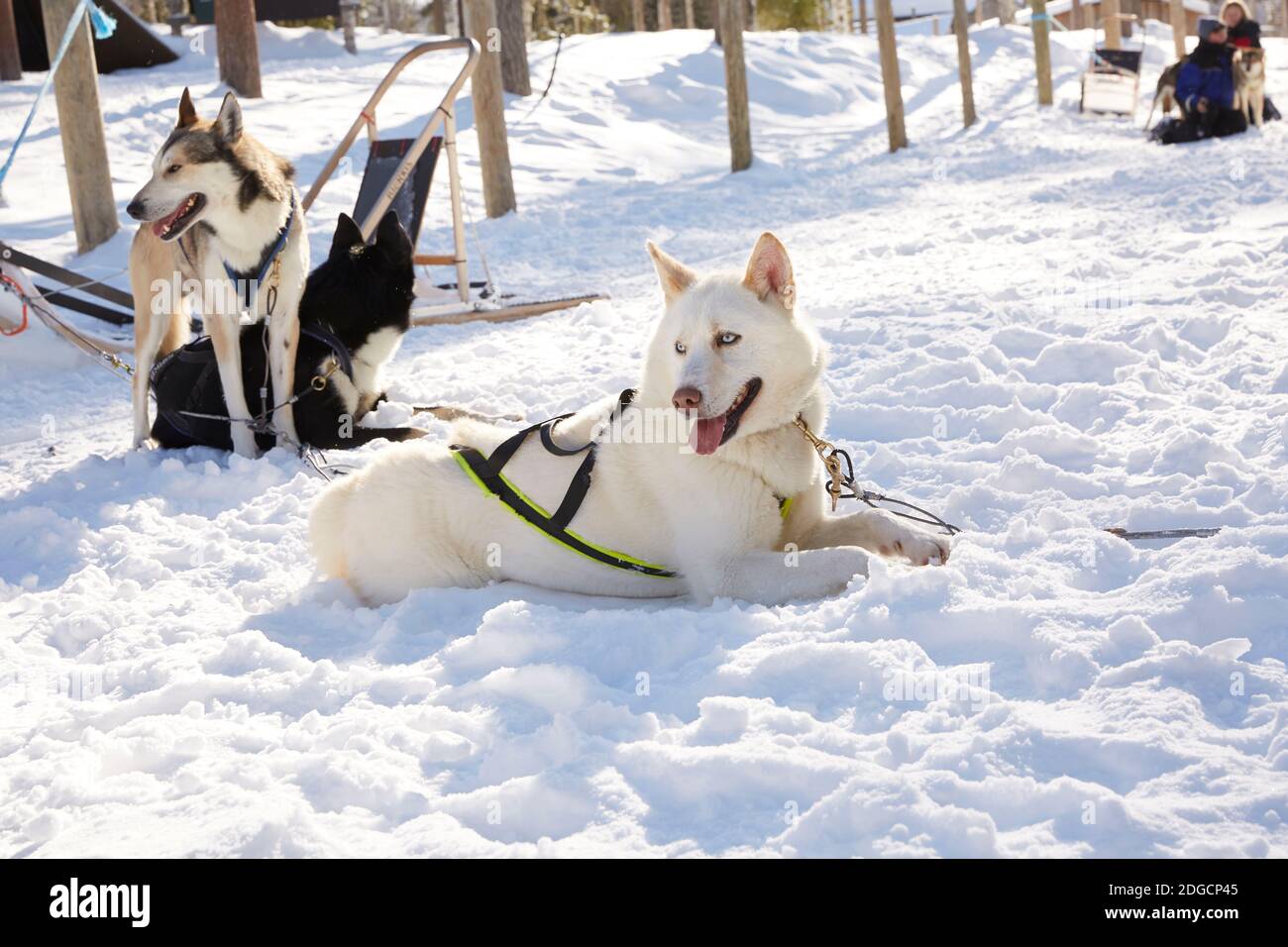 Husky Sleigh Ride in Forest Landscape in Lapland, Finland Stock Photo ...