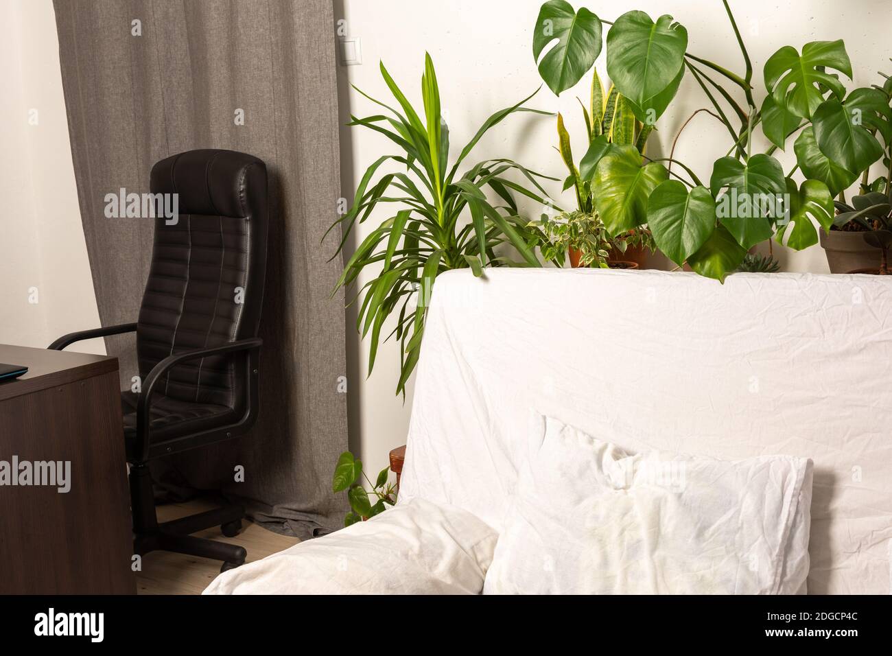 Green house plants behind the sofa, part of the interior, healthy space ...