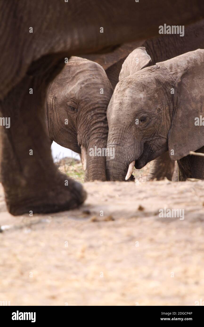 Animal dear hi-res stock photography and images - Alamy