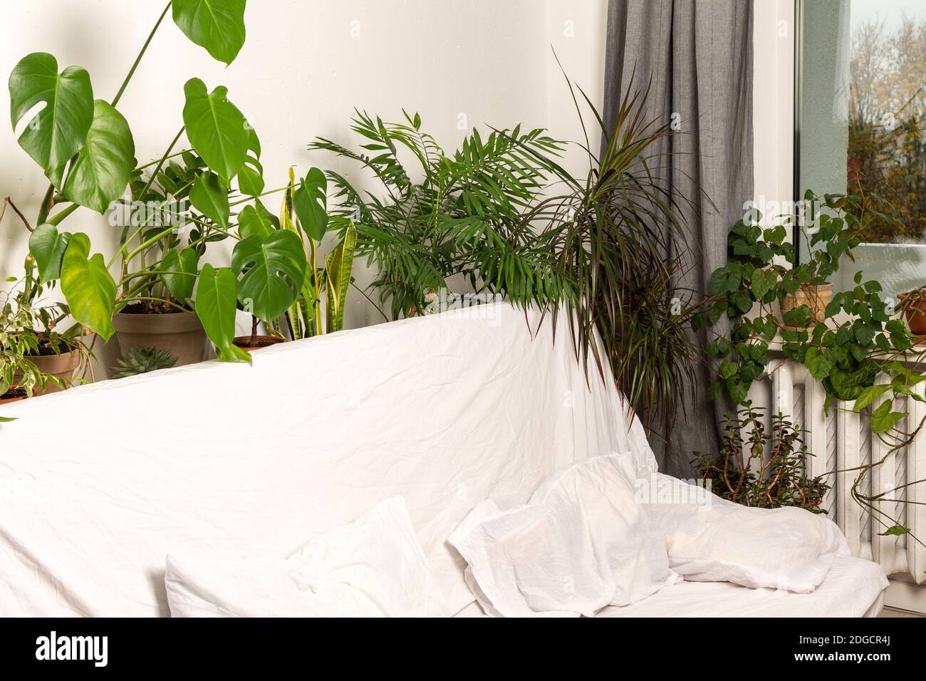 Green house plants behind the sofa, part of the interior, healthy space ...