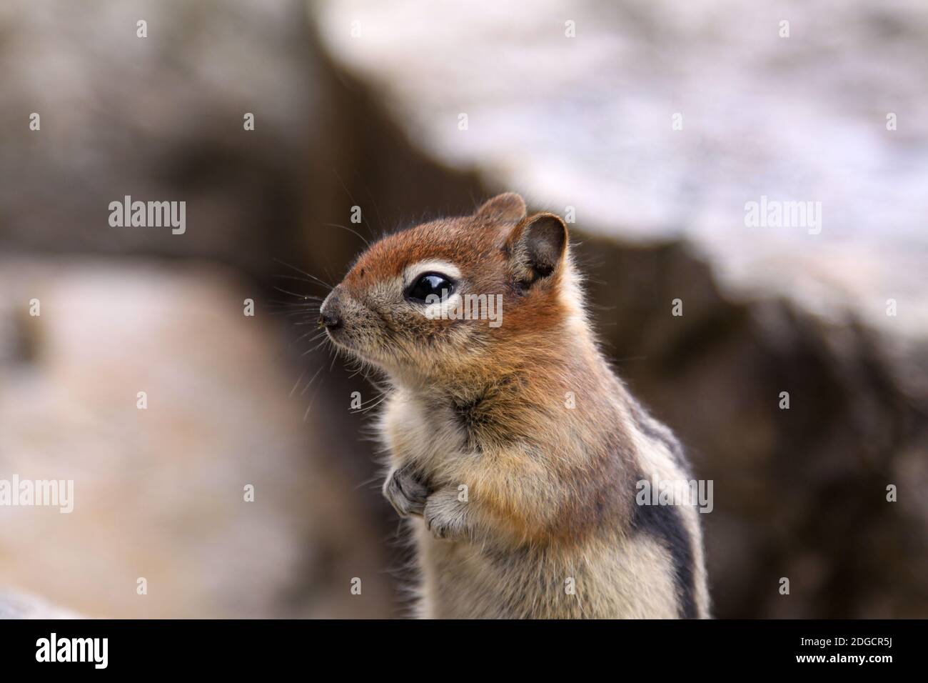 Chipmunks hi-res stock photography and images - Alamy