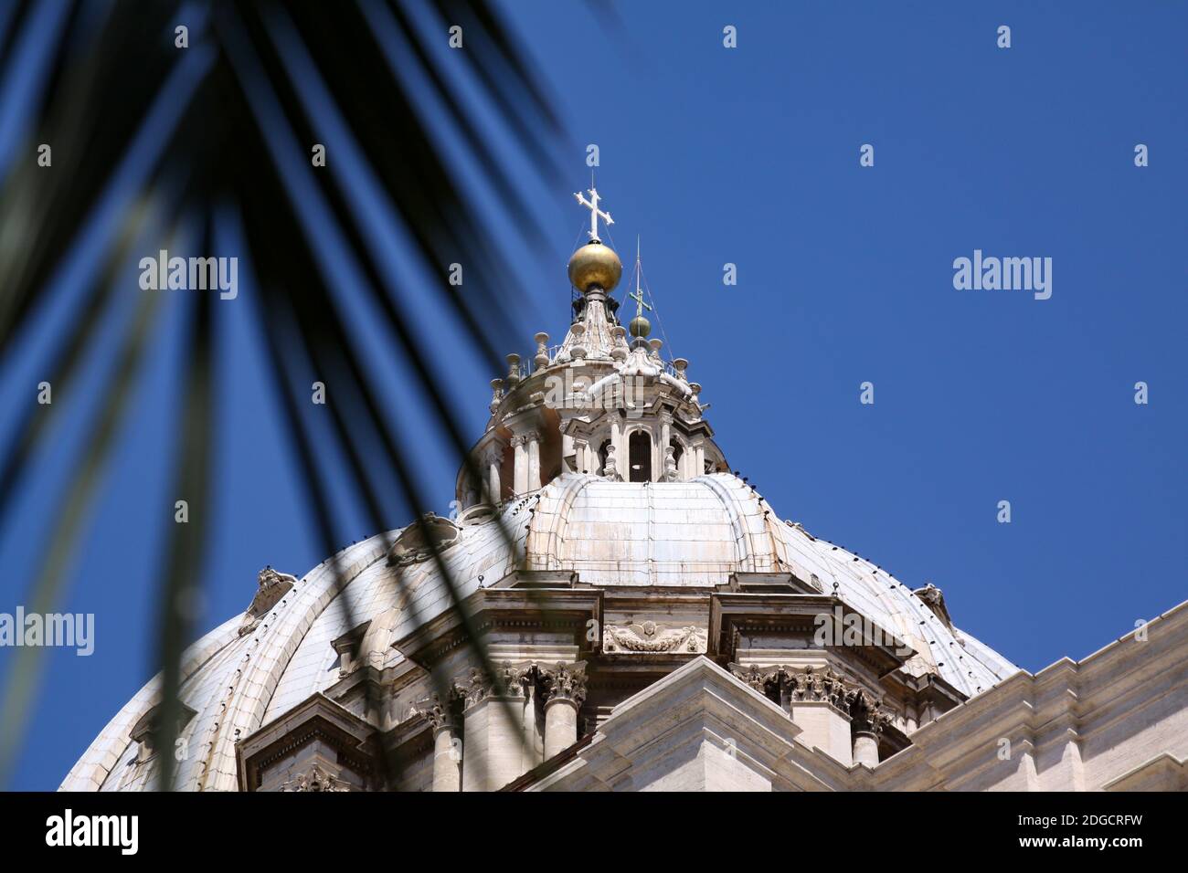Dome Palm tree Stock Photo - Alamy