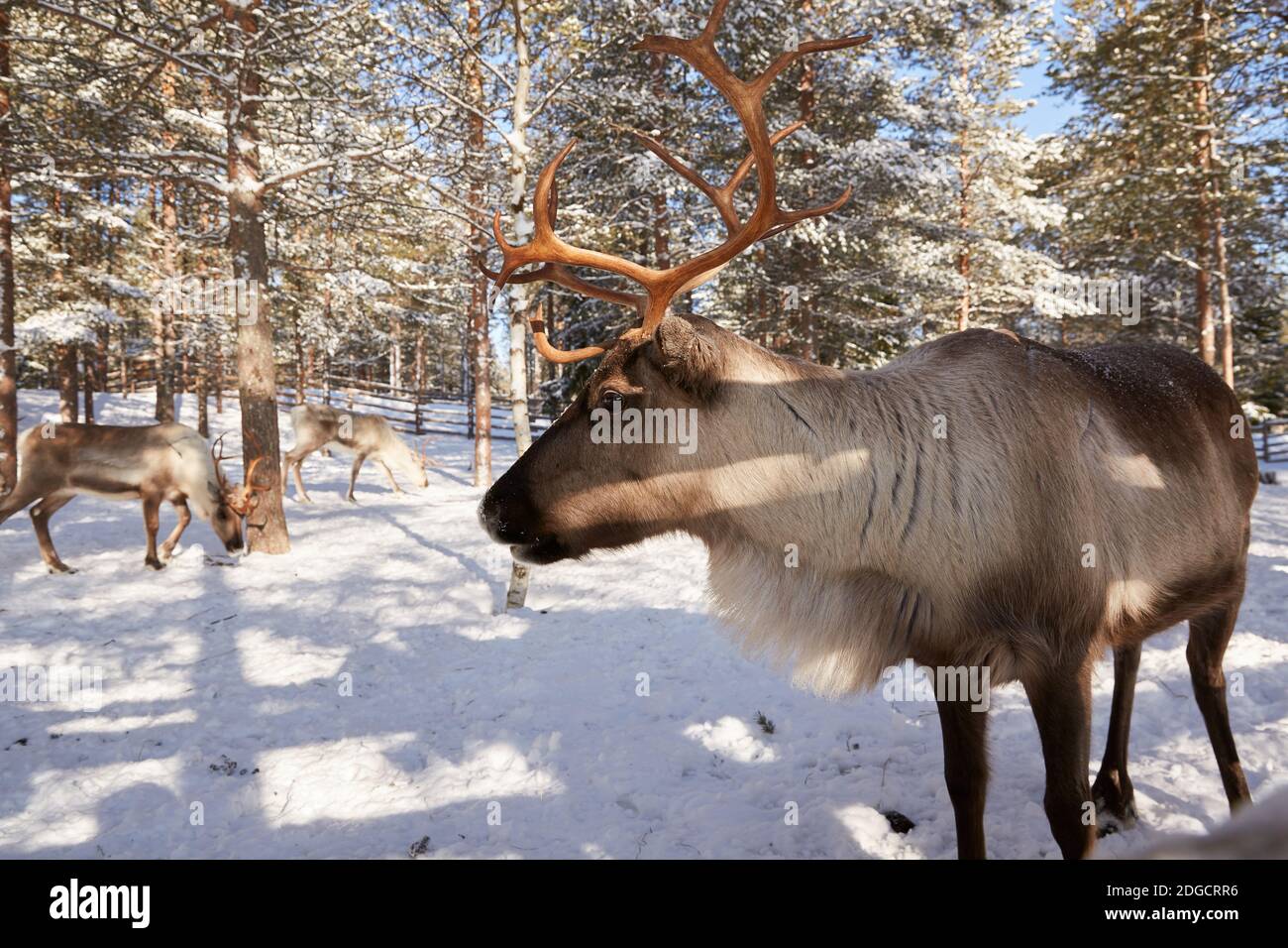 Reindeers and trees hi-res stock photography and images - Alamy