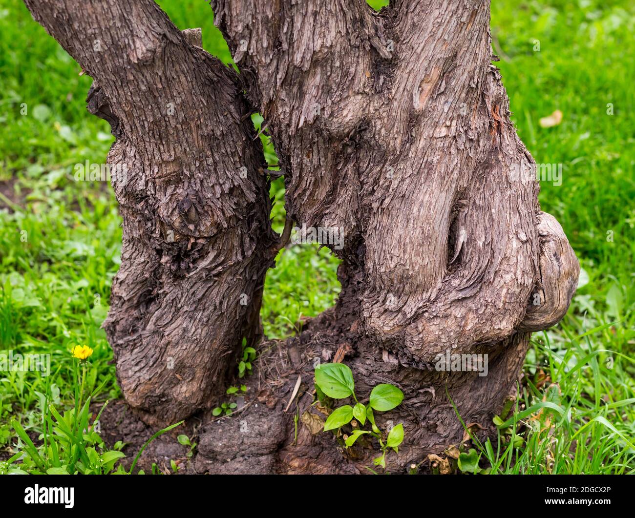 Magical old branchy bent tree with a brown bark on a background of ...