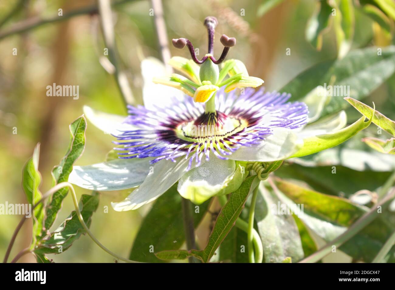Passiflora plant hi-res stock photography and images - Alamy