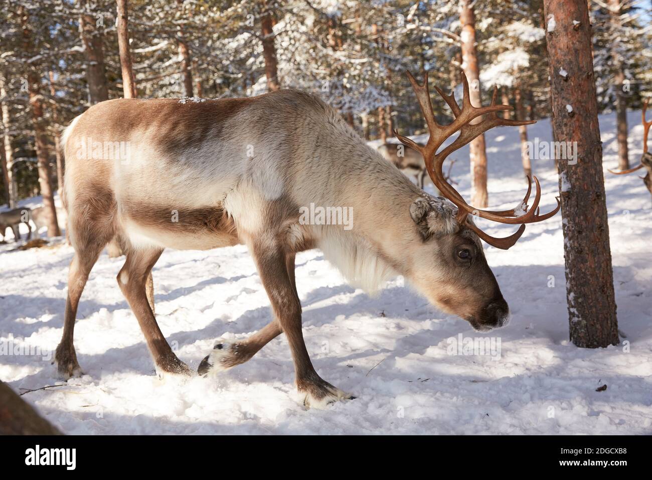 Reindeers and trees hi-res stock photography and images - Alamy