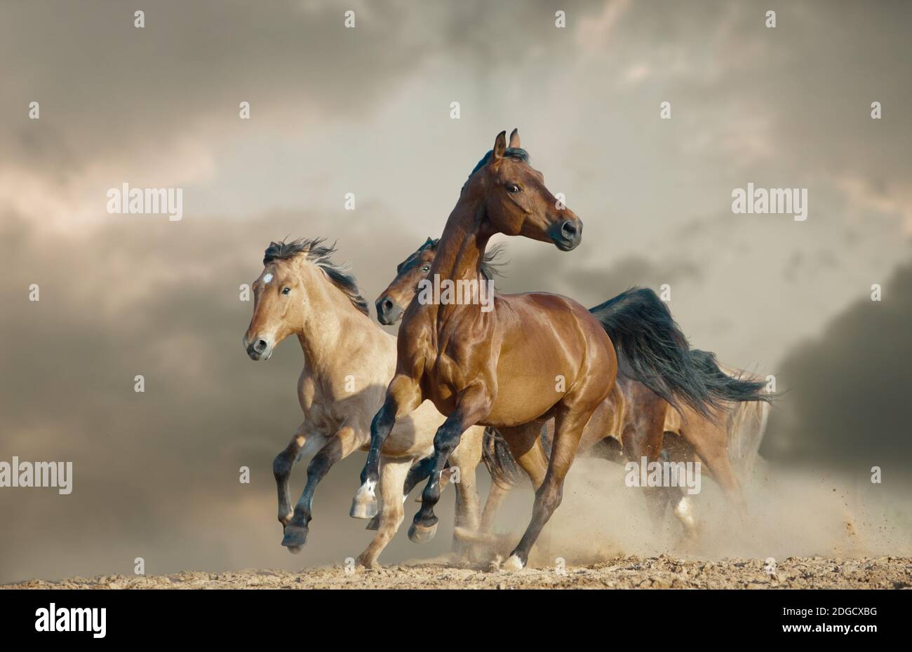 Very strong horse hi-res stock photography and images - Alamy