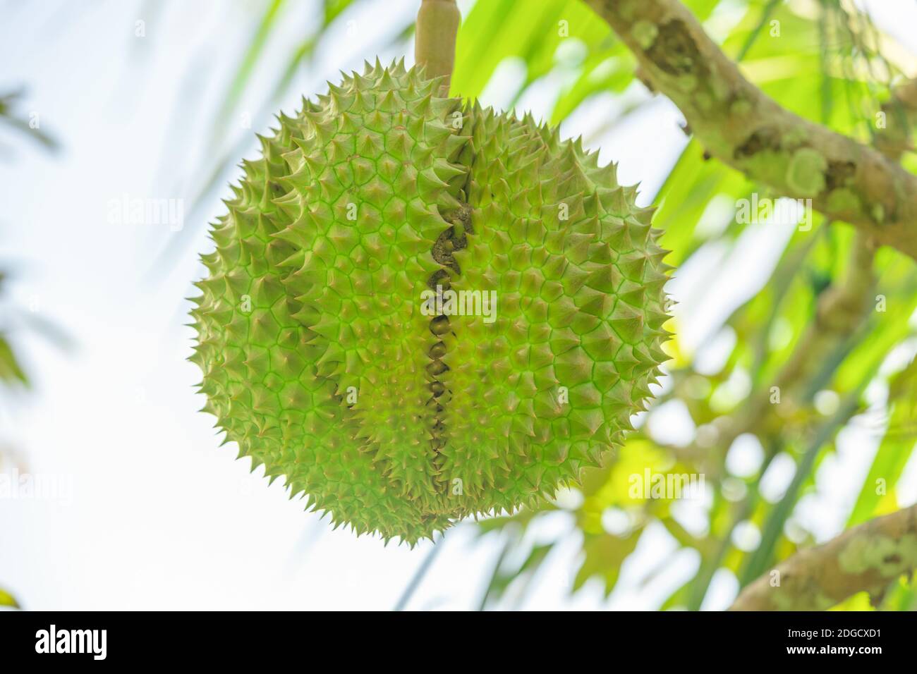 Green spiked durian growing high on a tree, the royal fruit of thailand ...