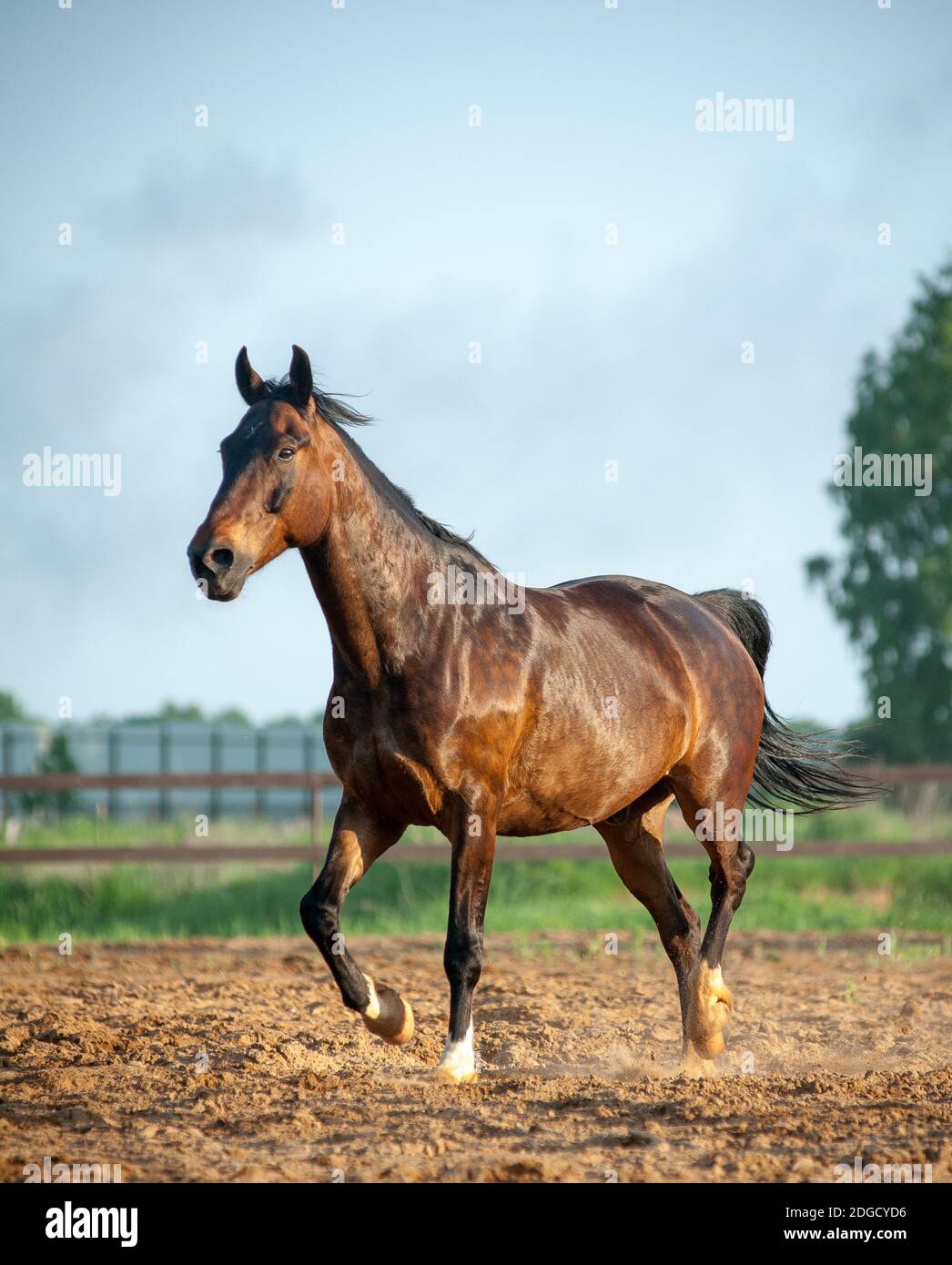 horse in paddock Stock Photo - Alamy