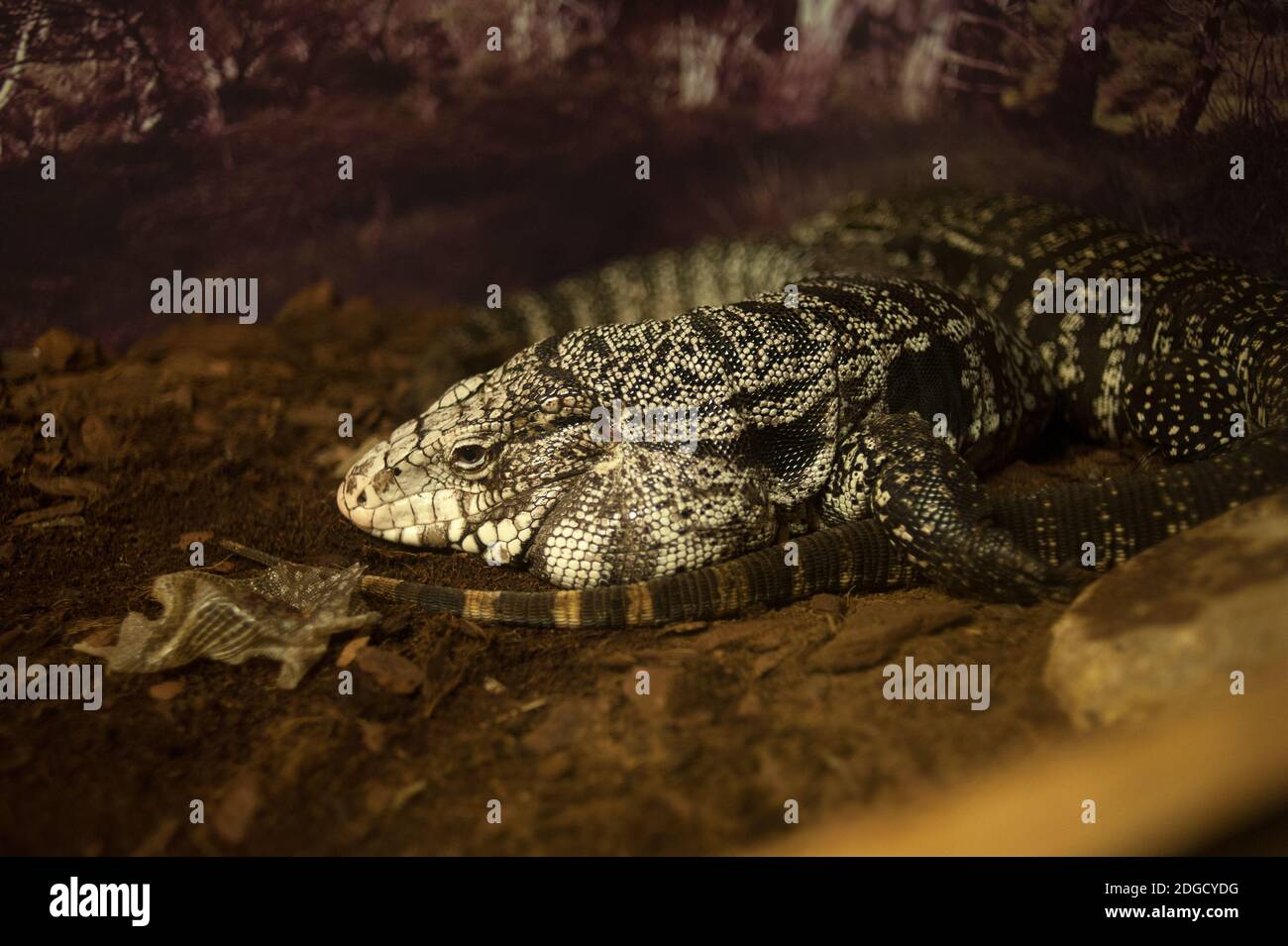 Animal varan reptile hi-res stock photography and images - Alamy
