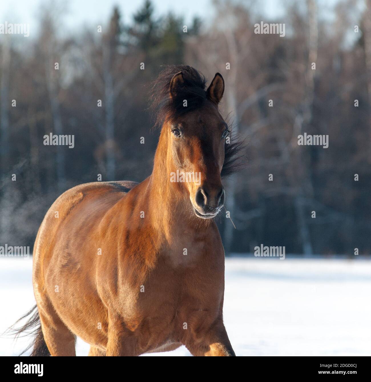 Horse in winter Stock Photo - Alamy