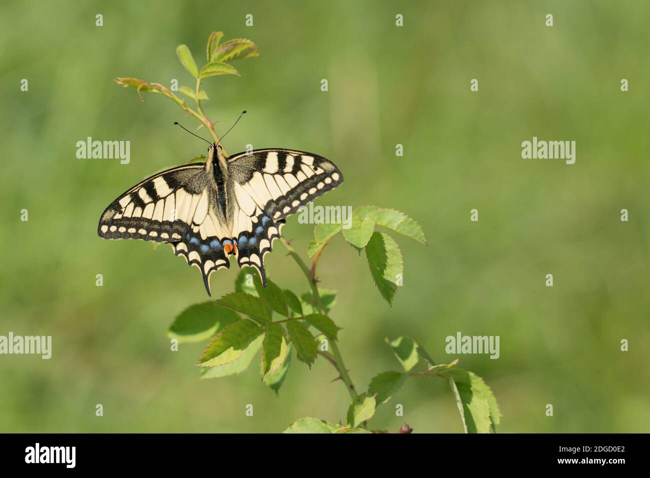 Swallow tail hi-res stock photography and images - Alamy