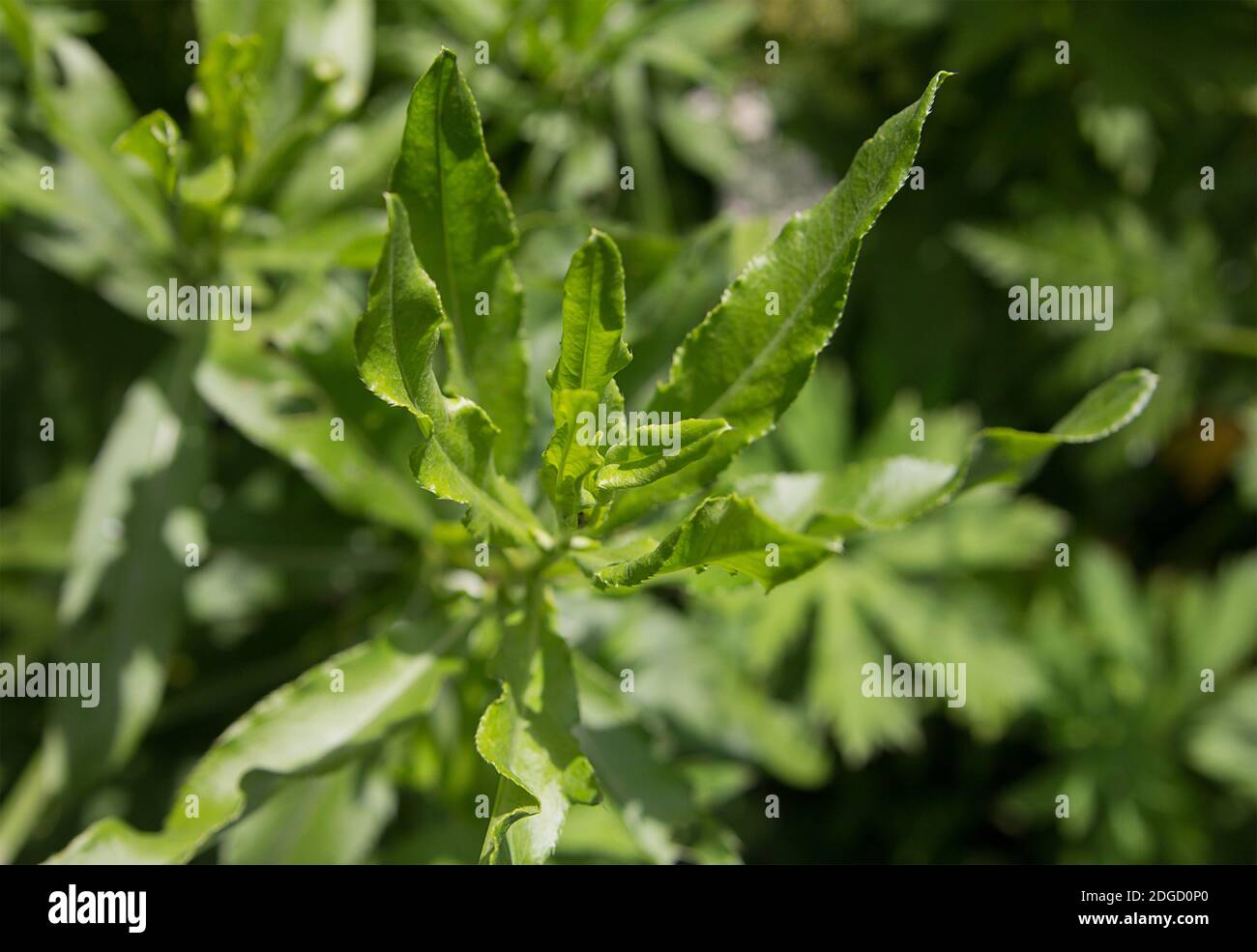 Long green leaves hi-res stock photography and images - Alamy