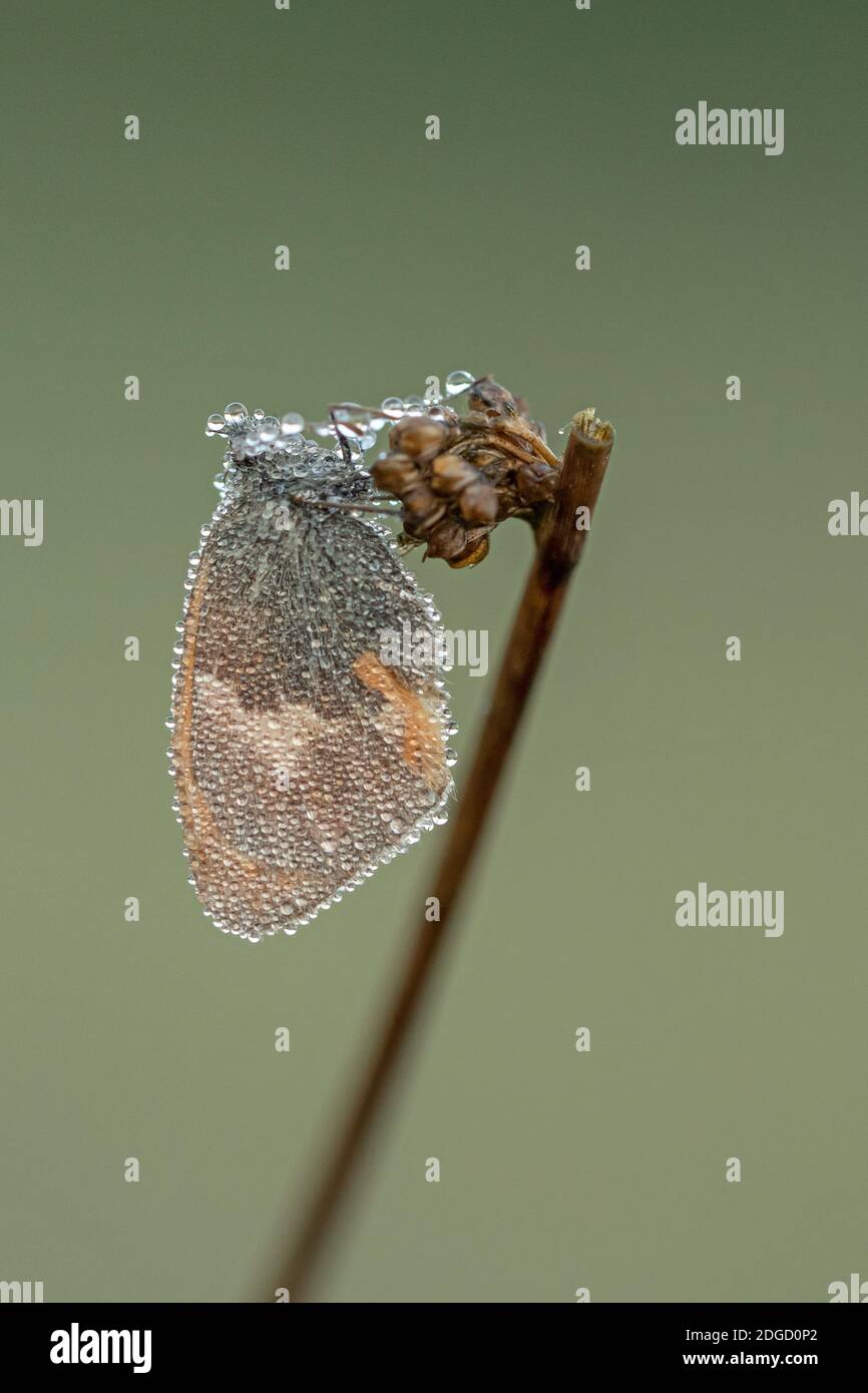 Small heath butterfly Stock Photo - Alamy
