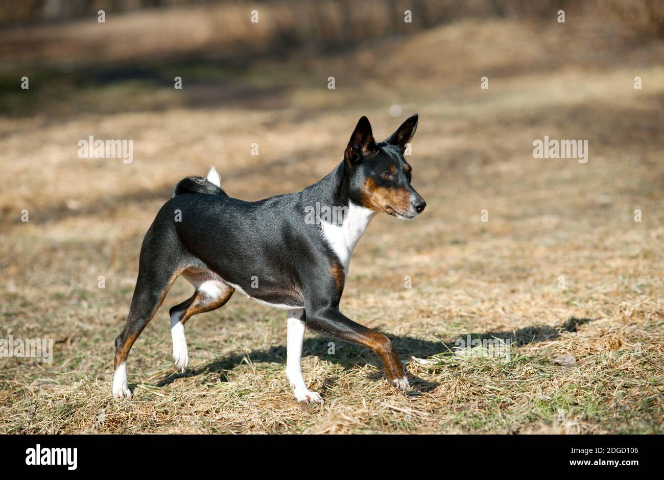 Show basenji hi-res stock photography and images - Alamy