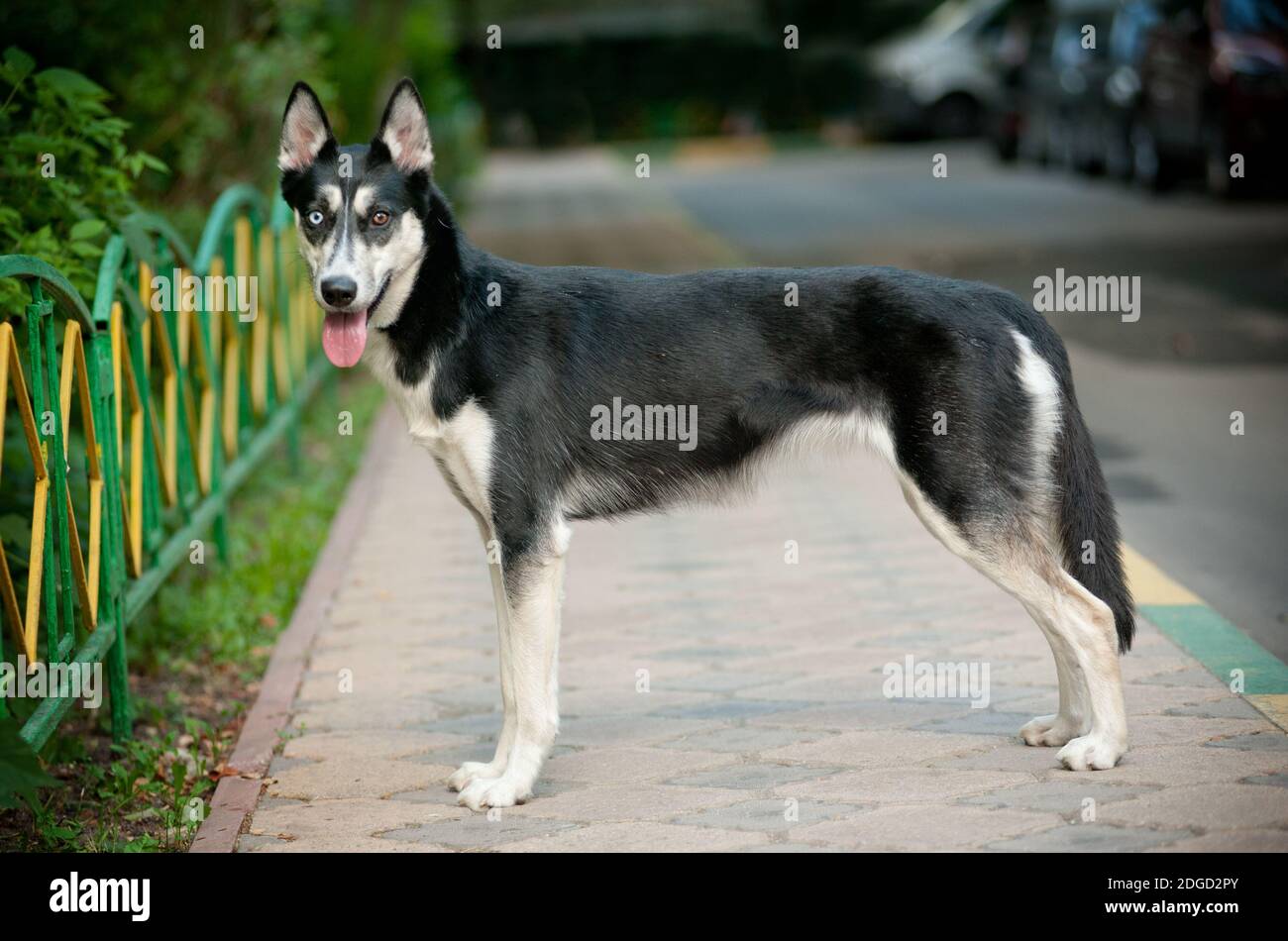 Husky dog standing hi-res stock photography and images - Alamy