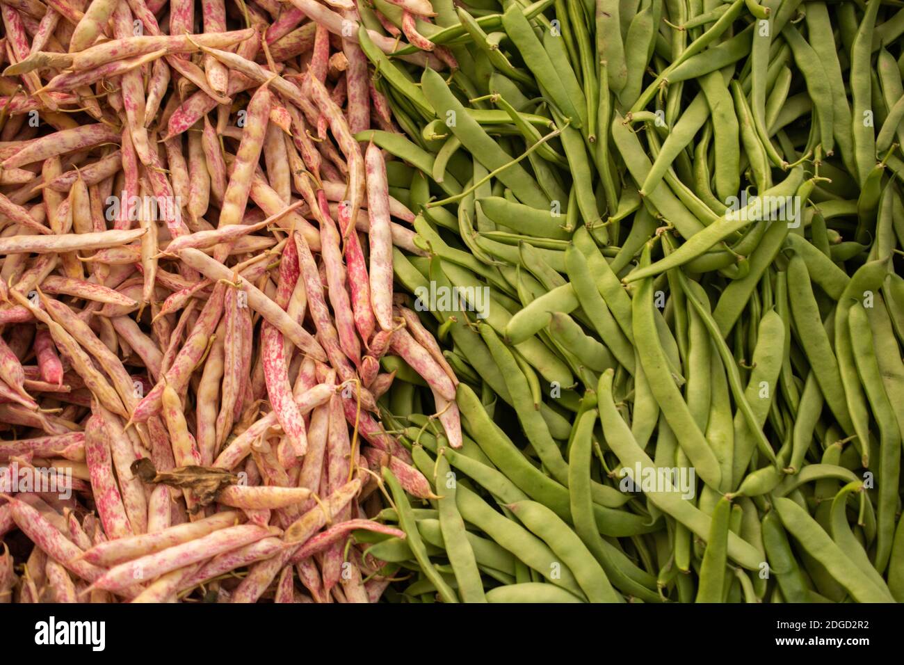 Green beans in white plastic sacks in the view Stock Photo - Alamy
