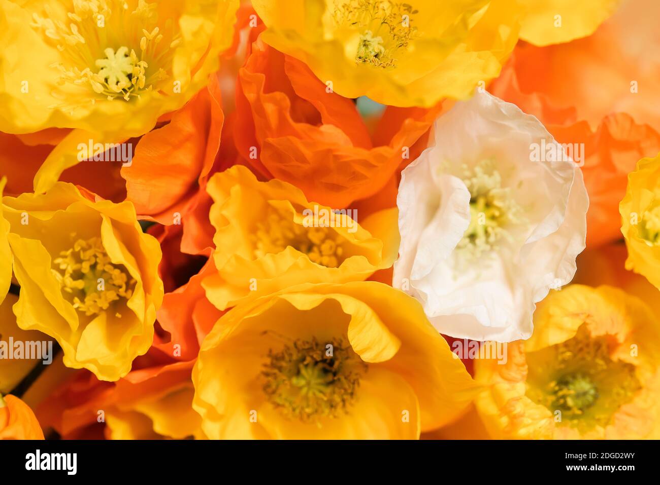 Many petal flower hi-res stock photography and images - Alamy