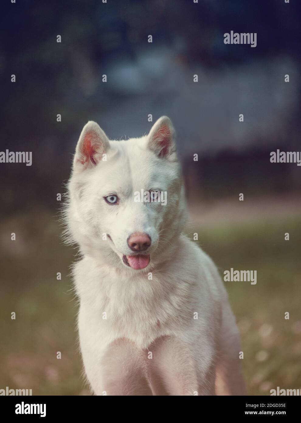 How Long Do Huskies Teeth For