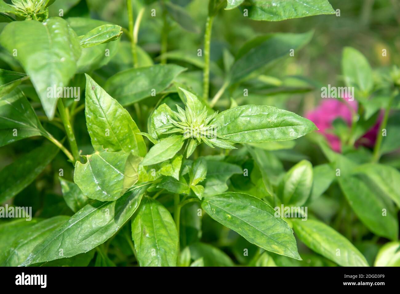 Sun with eye hi-res stock photography and images - Alamy