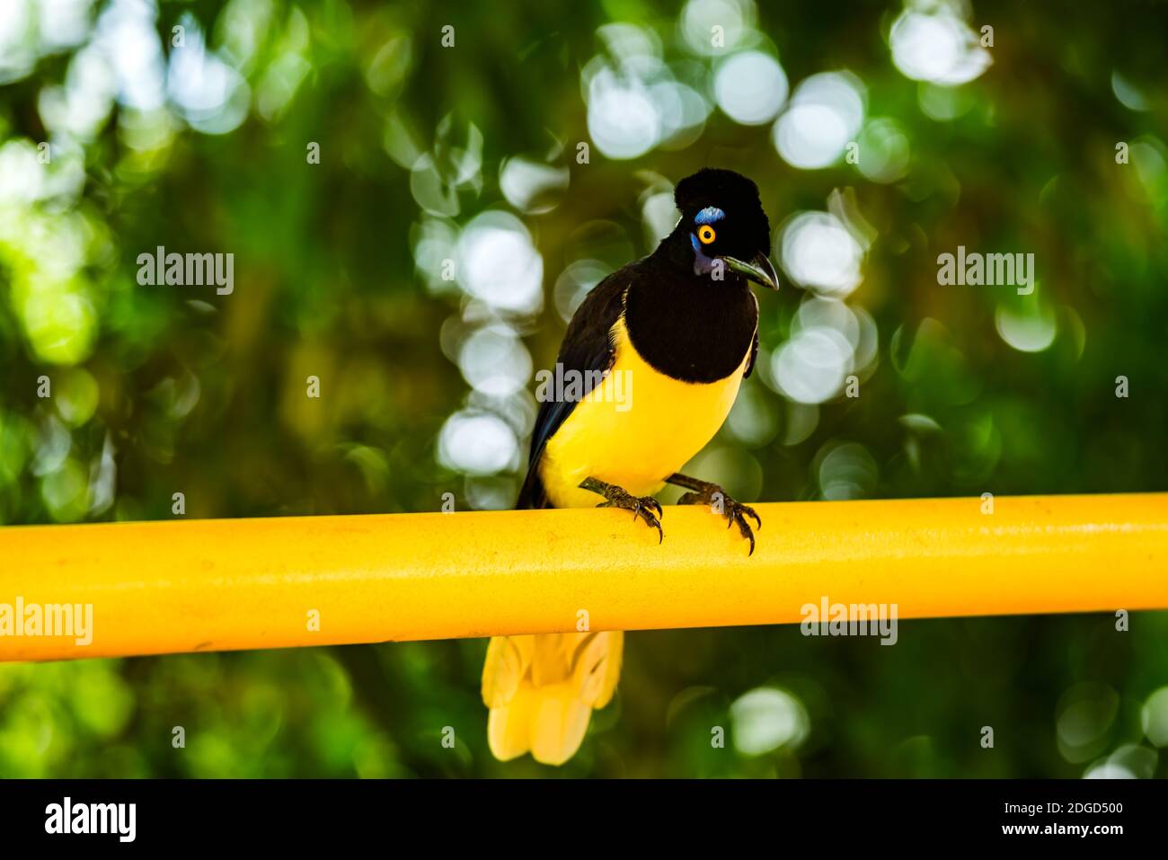 Plush-crested jay bird Stock Photo - Alamy