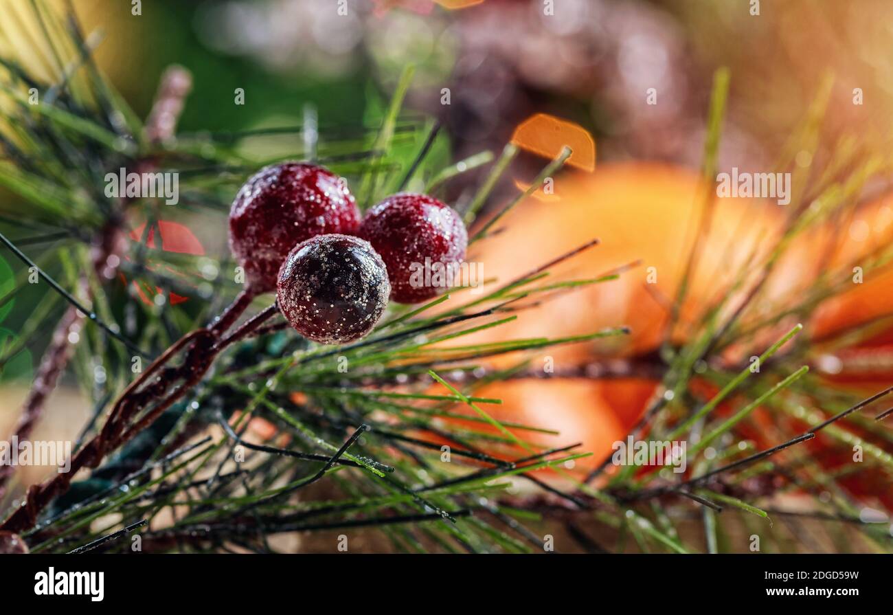 Mandarin orange tangerine tree hi-res stock photography and images - Alamy