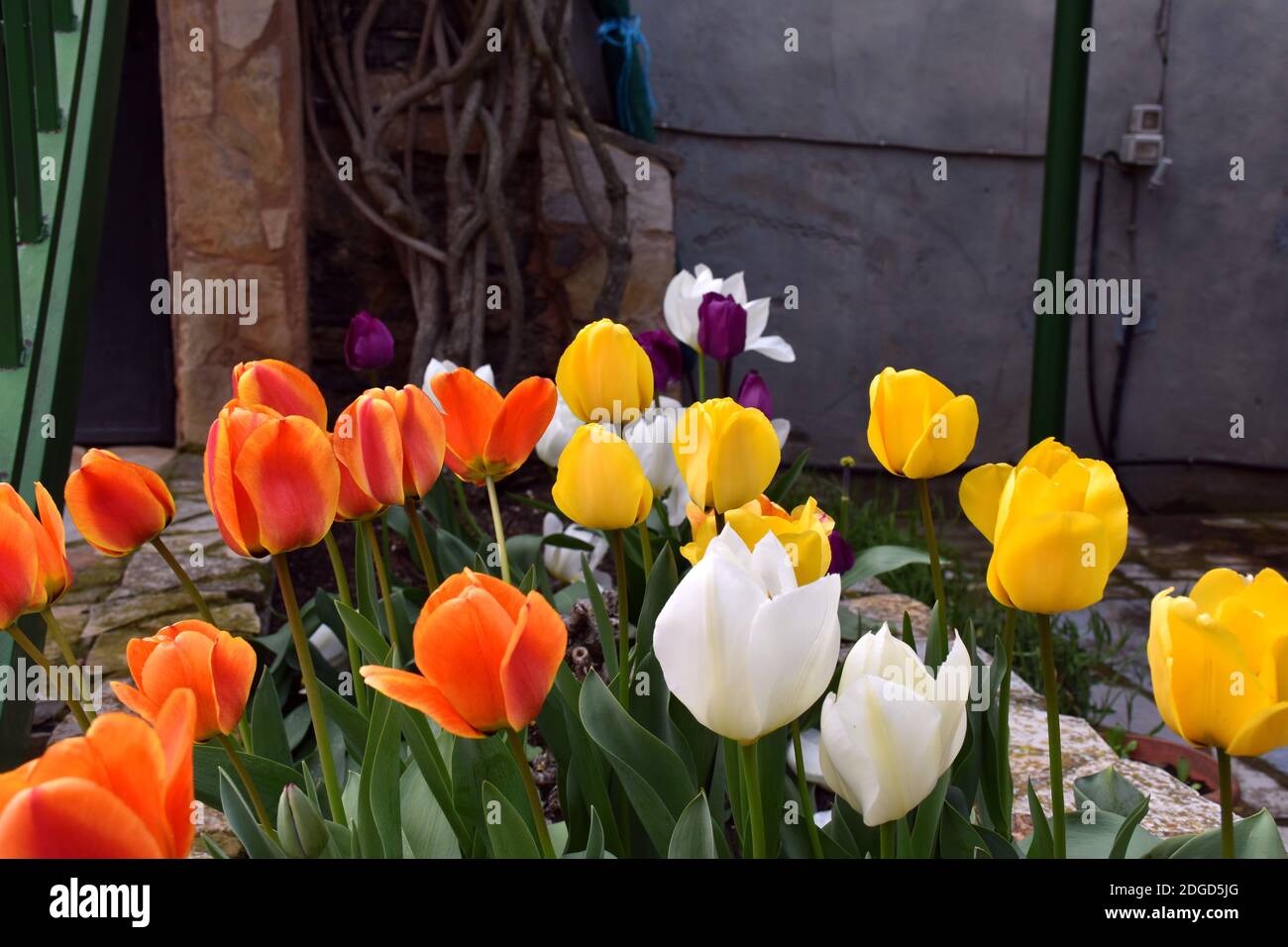 Beautiful different tulips hi-res stock photography and images - Alamy
