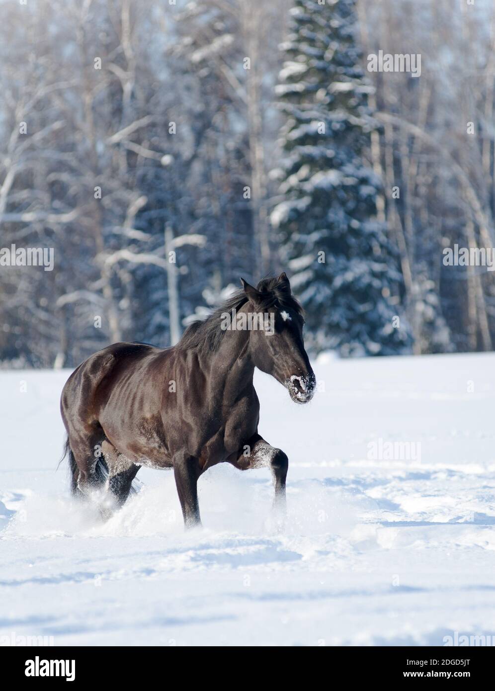 black horse in winter Stock Photo - Alamy