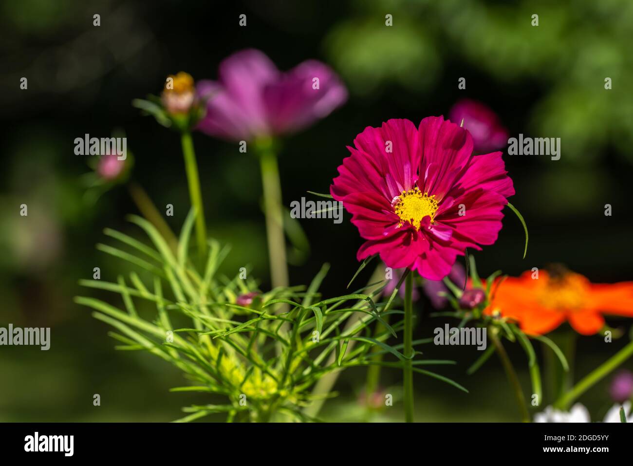 Red and orange cosmos flower with blurred background Stock Photo - Alamy