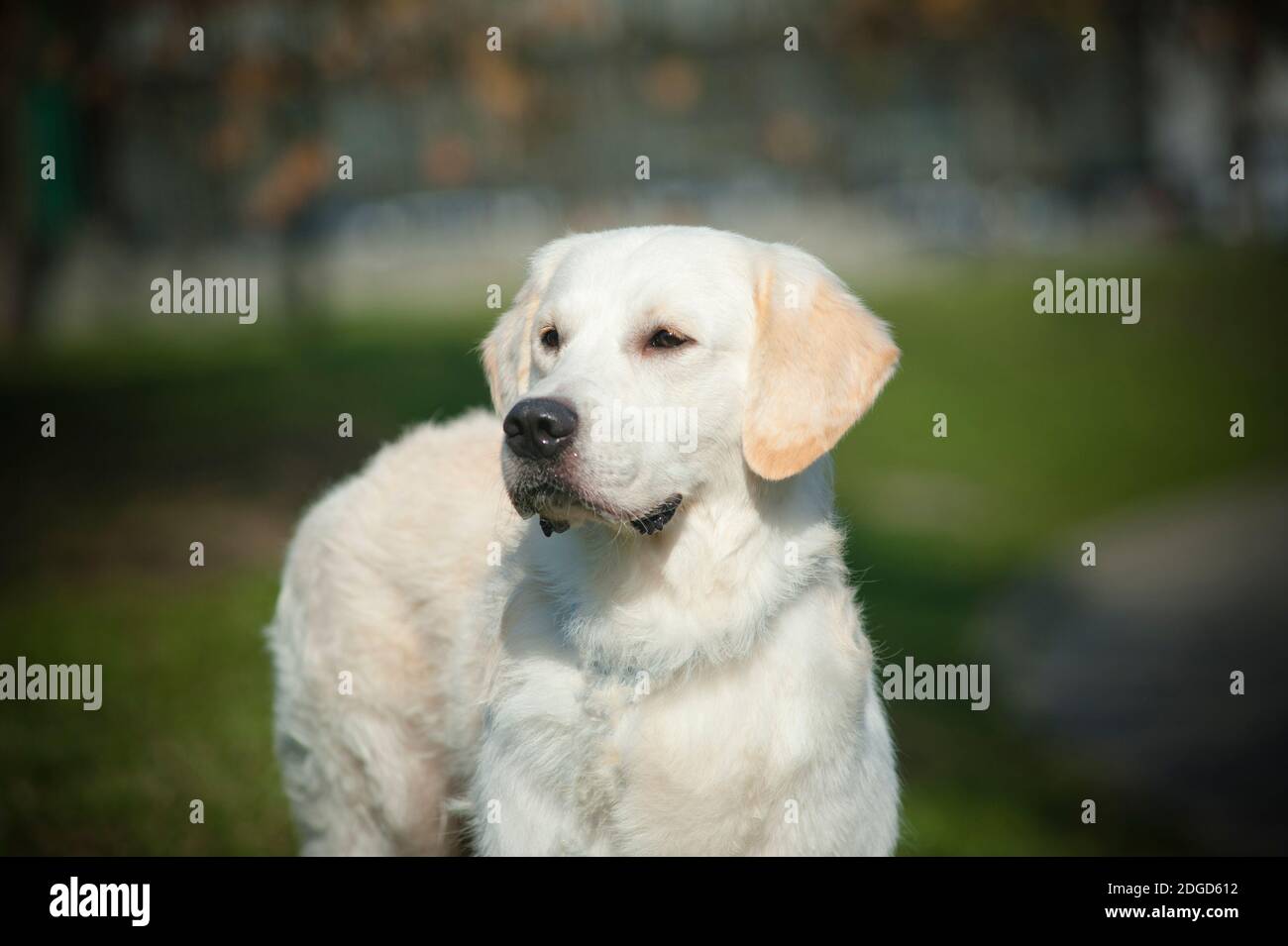 White purebred golden retriever hi-res stock photography and images - Alamy