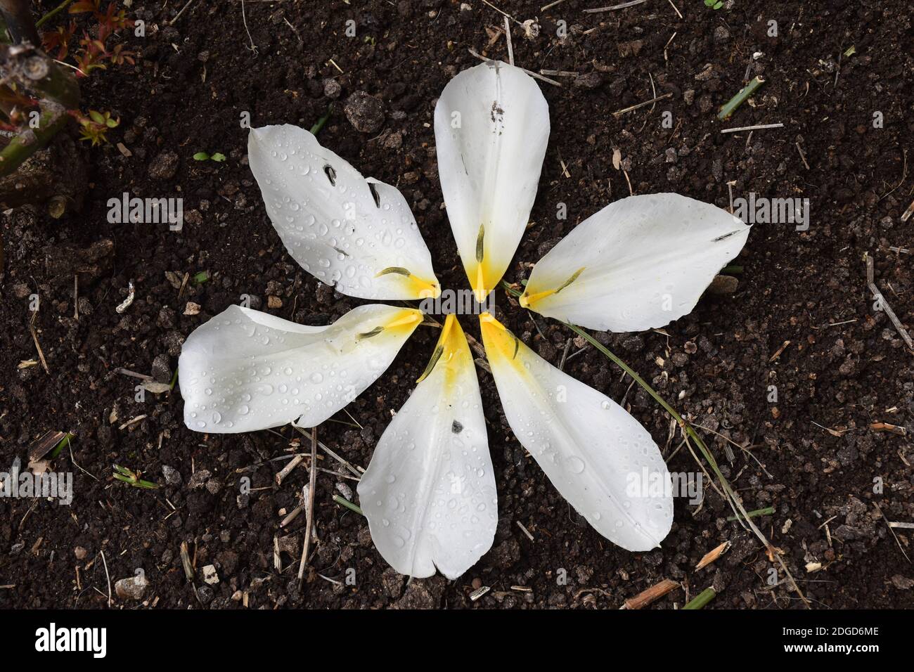 Six petal flower hi-res stock photography and images - Alamy
