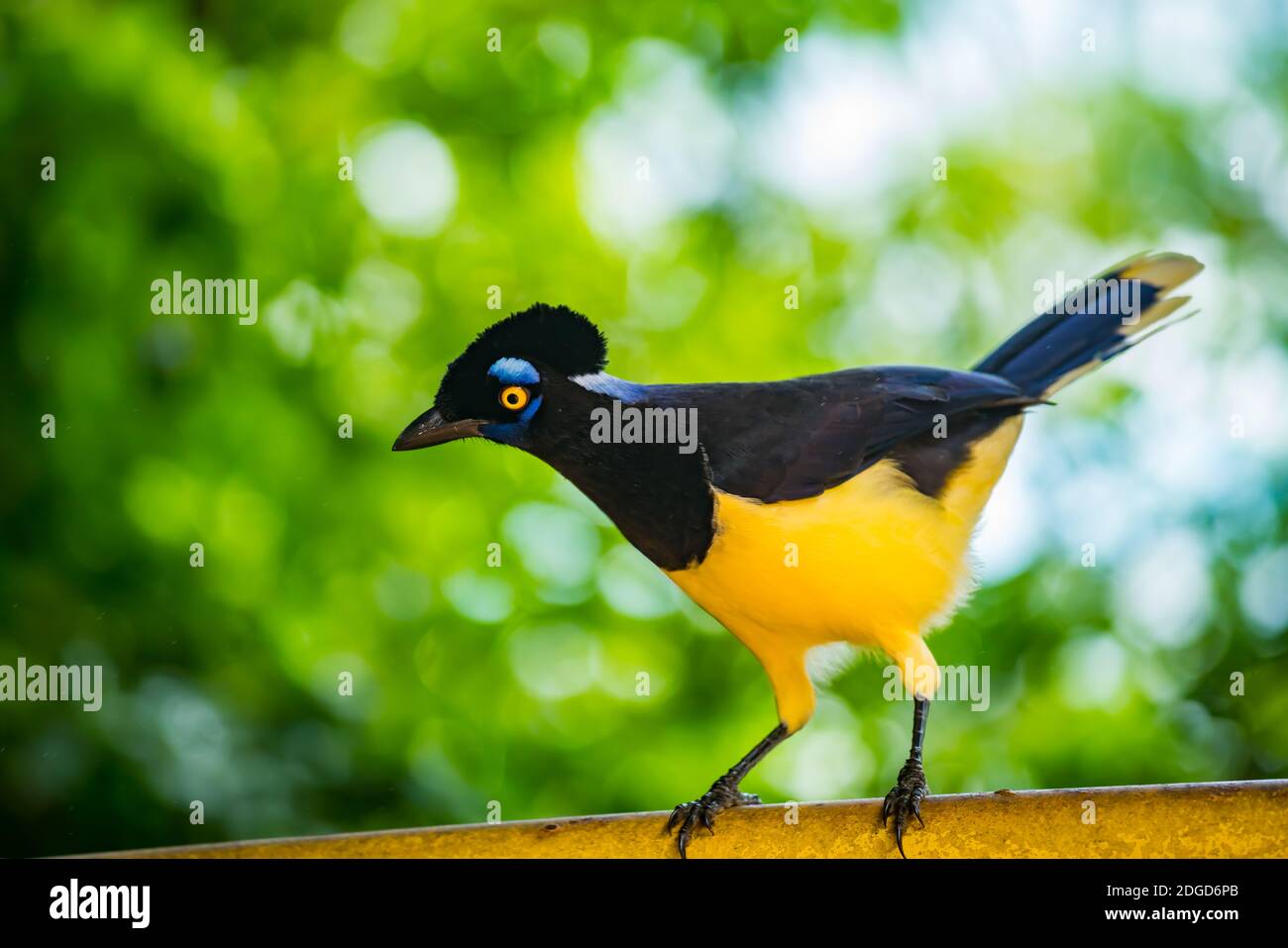 Plush-crested jay bird at Brazilian Iguazu Falls Stock Photo - Alamy