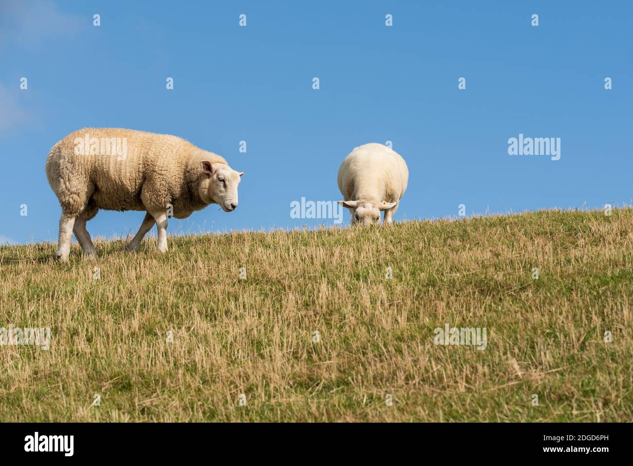 Lawn sheep hi-res stock photography and images - Alamy