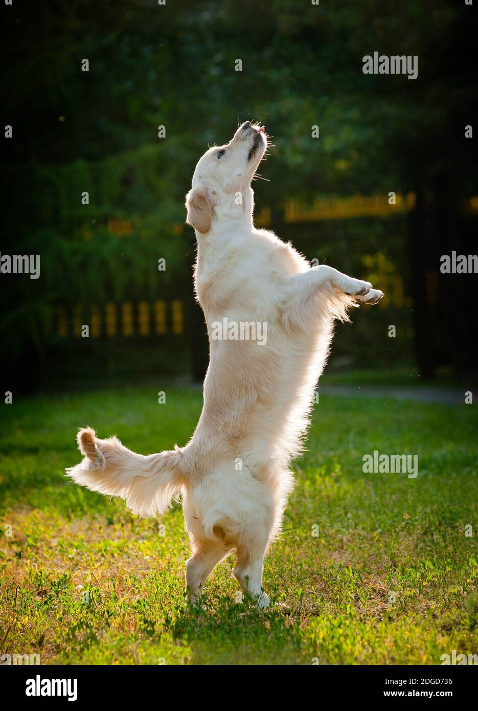 Golden dance hi-res stock photography and images - Alamy